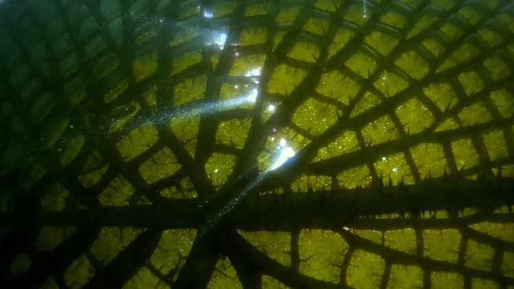 Berlinale Talents Project - Yrupē | Berlinale Talents